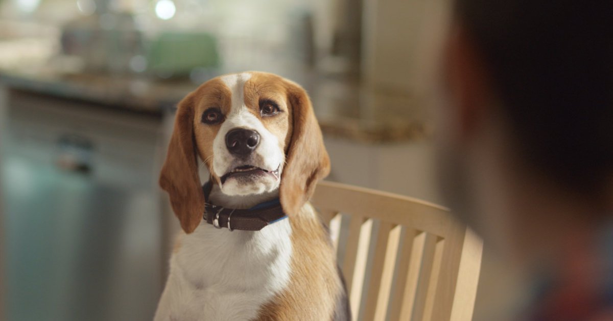 Beagle Street / Trousers / Daniel Kleinman | Freefolk